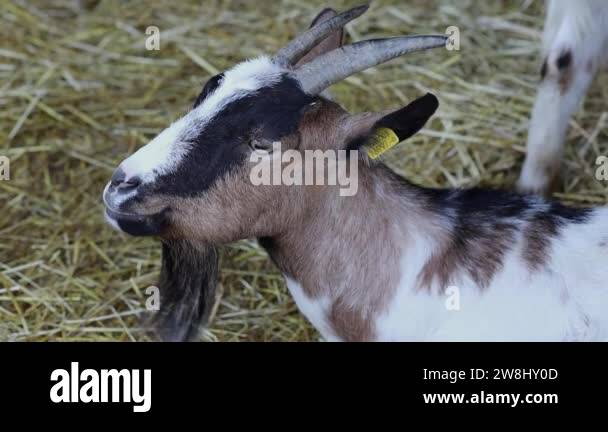 Goat head close-up on a zoological contact garden. Goat with a beard ...