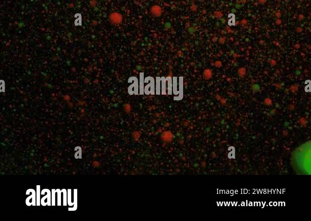 Orange and green volumetric fluorescent particles move and change on a ...