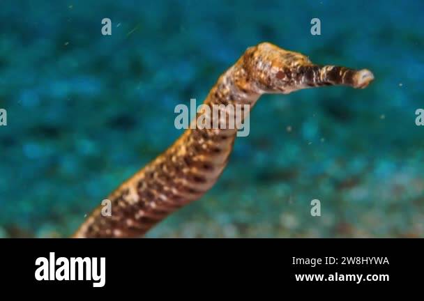 The sea needle (Syngnathus) is a genus of marine fish in the family of ...