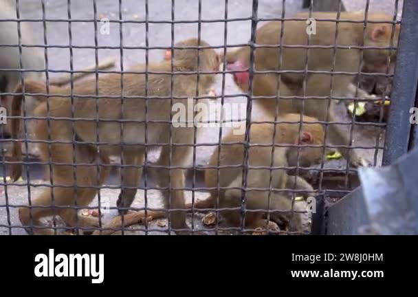 Yellow baboon monkeys in a cage eat from the hands of zoo visitors ...