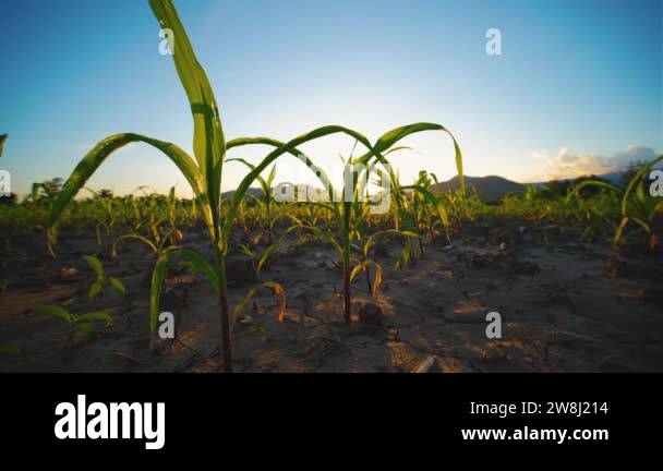 Angel flares Stock Videos & Footage - HD and 4K Video Clips - Alamy