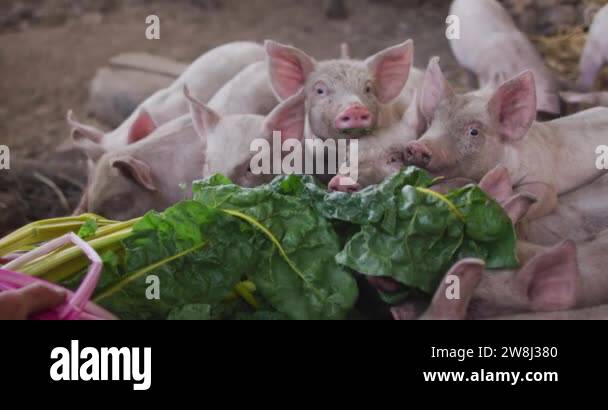Close up of herd of pigs eating on farm. homesteading, healthy ...