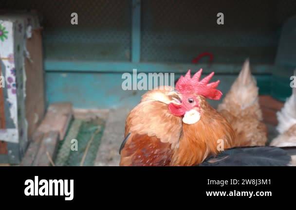 The serama or the malaysian serama is beating its wings and crowing in ...