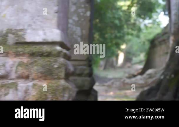 Tree trunk pillars Stock Videos & Footage - HD and 4K Video Clips - Alamy