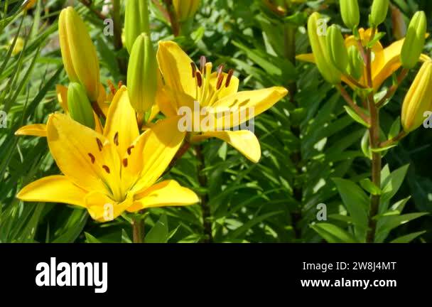 Stargazer lily lilium liliaceae Stock Videos & Footage - HD and 4K ...