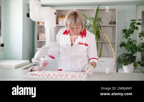 sprouted corn seeds. laboratory worker carefully examining sprouted ...