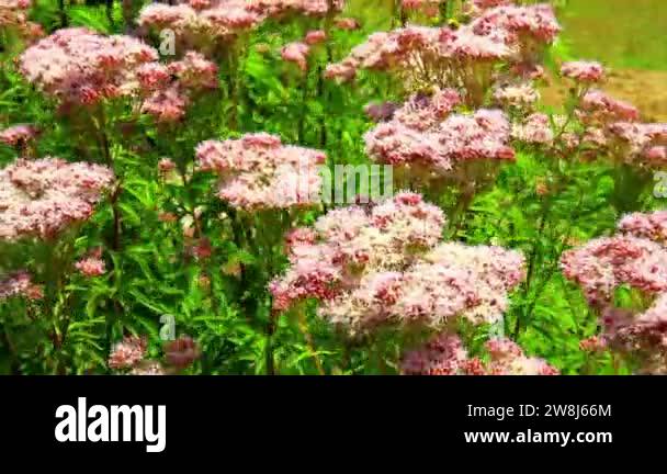 Holy rope Stock Videos & Footage - HD and 4K Video Clips - Alamy