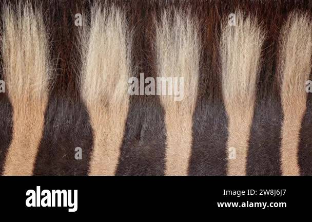 Cinemagraph animation of the hairs on the back of a zebra, looping ...