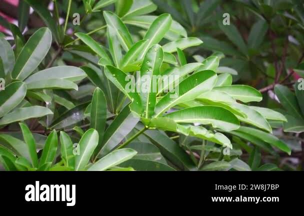 Alstonia scholaris (also called blackboard tree, devil's tree, pule ...