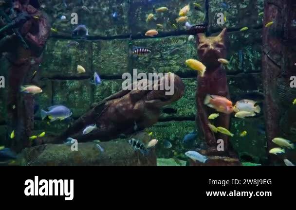 Egyptian underwater marine life Stock Videos & Footage - HD and 4K ...