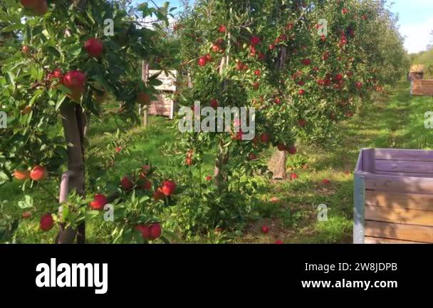 English fruit trees Stock Videos & Footage - HD and 4K Video Clips - Alamy