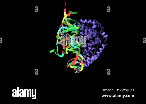 Structure of human tryptophanyl-tRNA synthetase in complex with tRNA ...