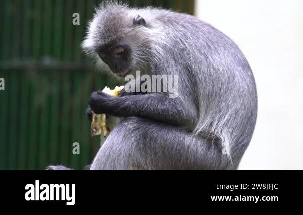 Silver leaf monkey is eating outside the barn in a public park. They ...