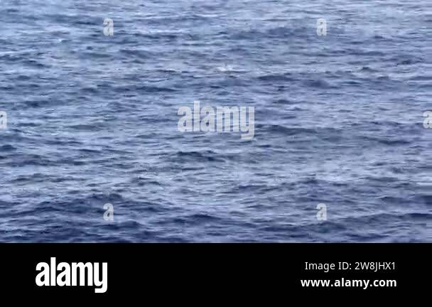 Blue whale spray Stock Videos & Footage - HD and 4K Video Clips - Alamy