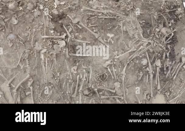 Skulls and bones of people in the ground, Work of the search team at ...