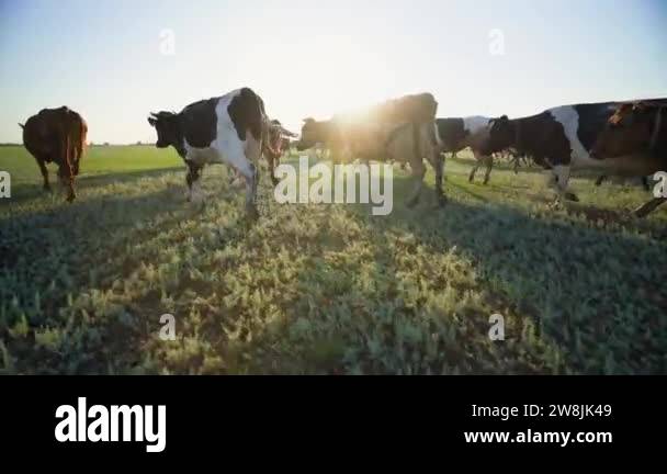 multi-colored cows in the rays of the sun. a herd of happy cows ...