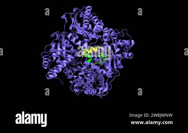 Structure of human insulin-degrading enzyme (blue) in complex with ...