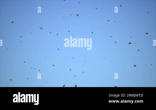 Flies insects Stock Videos & Footage - HD and 4K Video Clips - Alamy