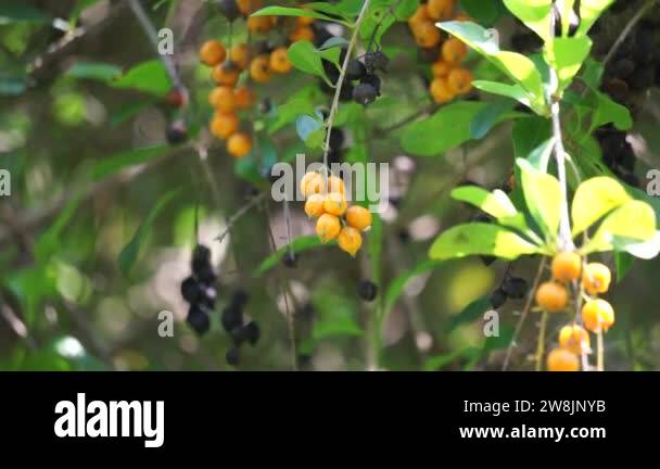 The fruit of gold mound. Also called Sinyo nakal, Duranta erecta, teh ...