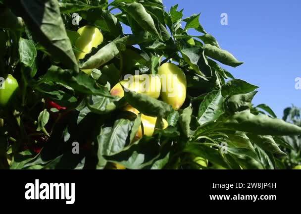 Growing bell peppers. Rows fresh ripe red green and yellow peppers on ...