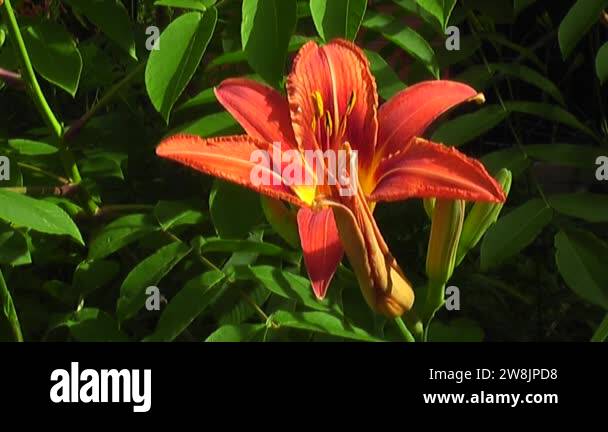 Unopened lily Stock Videos & Footage - HD and 4K Video Clips - Alamy
