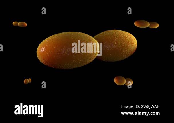 Electron micrograph bacteria Stock Videos & Footage - HD and 4K Video Clips - Alamy