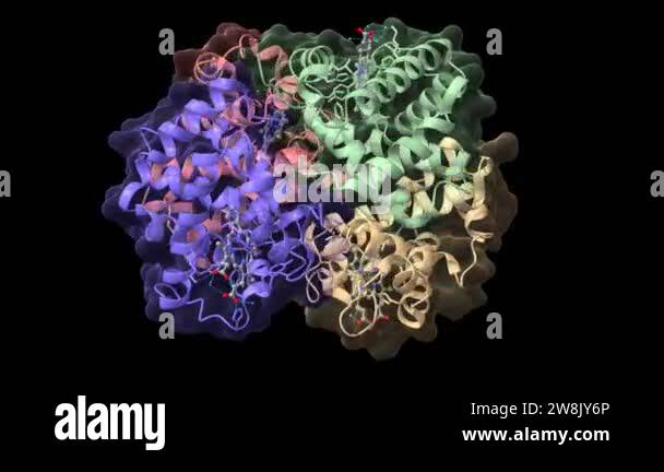 Crystal structure of human hemoglobin E, heme is grey. Animated 3D ...