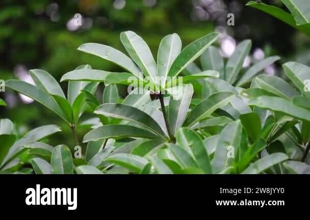 Alstonia scholaris (also called blackboard tree, devil's tree, pule ...