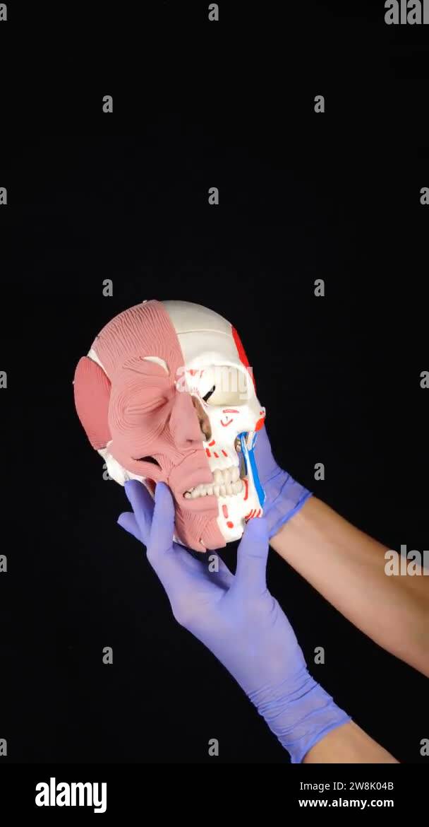 Cranium muscles head Stock Videos & Footage - HD and 4K Video Clips - Alamy