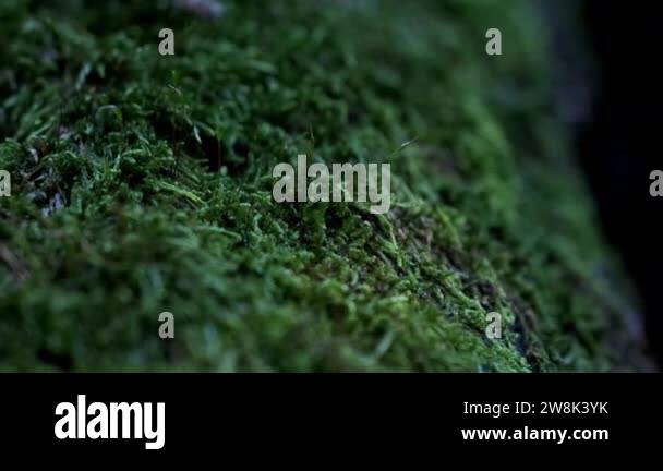 Bryophytes lichen rock Stock Videos & Footage - HD and 4K Video Clips ...