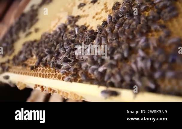 First plan focused: closeup beekeeper's hand and a bee on his finger ...