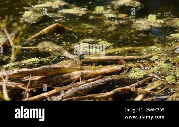 Snake in Swamp Thickets and Water Algae, Close-up, Serpent in River ...