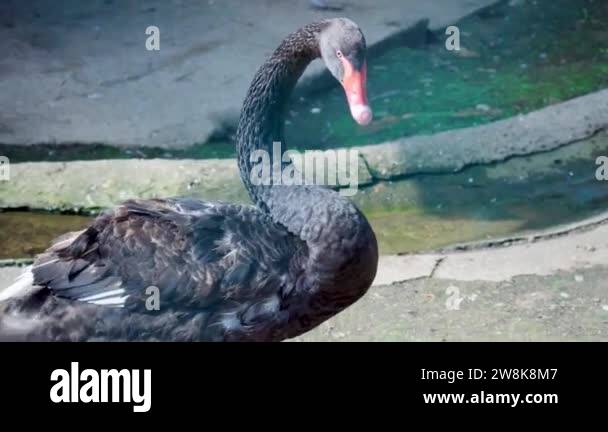 The black swan (Cygnus atratus) is a bird from the genus of swans ...