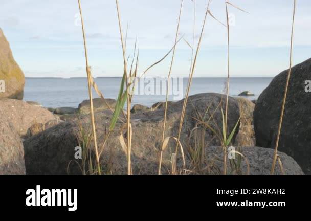 Closer look of the grasses on the rocks in the coastal area Stock Video ...
