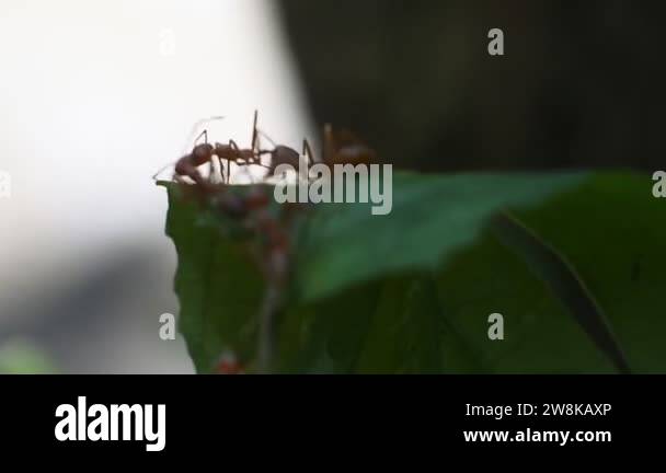 Rangrang ants or clams (Oecophylla) are rather large ants that are ...