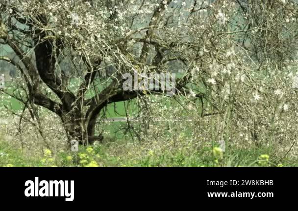 Pan from left to right with white flowered green shrubs, an old Almond ...