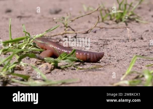 Eath worm Stock Videos & Footage - HD and 4K Video Clips - Alamy