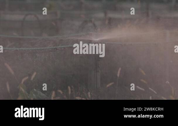 Watering process on a snail farm. Irrigation of snails with water on ...