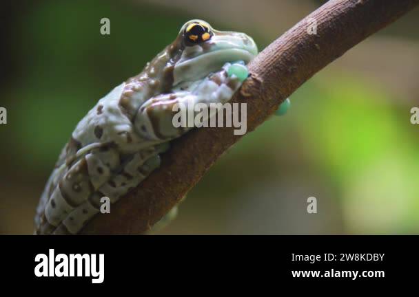 Blue eyed tree frog Stock Videos & Footage - HD and 4K Video Clips - Alamy