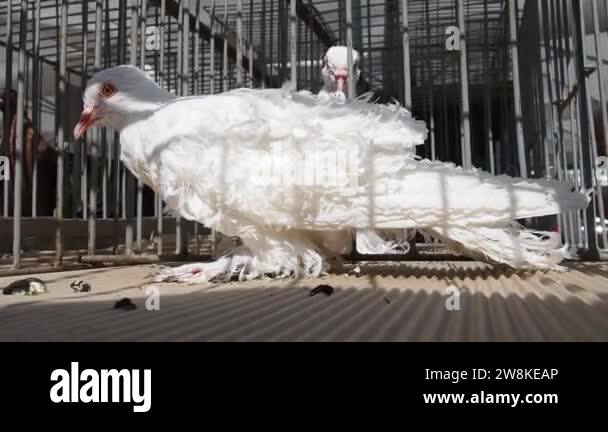 Curly Hungarian pigeon. White bird of the pigeon family in a cage on ...