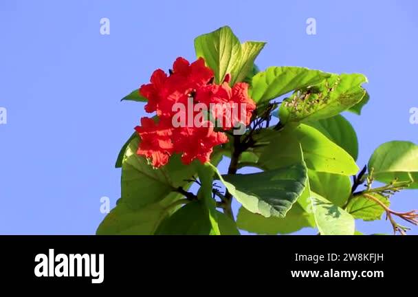Kou Cordia subcordata flowering tree with orange flowers beach cordia ...