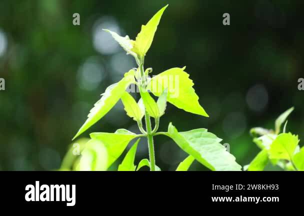 green Chromolaena odorata (minjangan, Siam weed, Christmas bush, devil ...