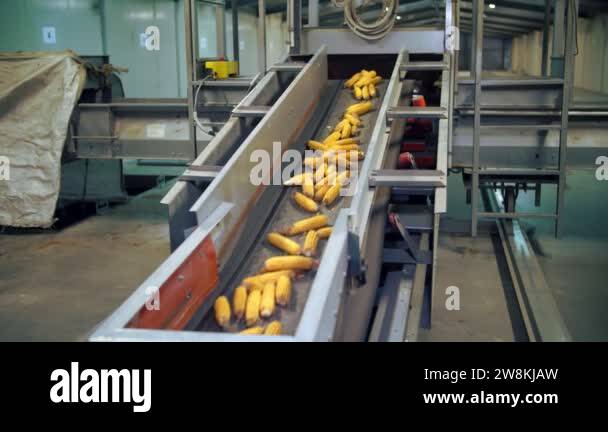 corn. corn seeds production. Corn processing factory. an enterprise for ...