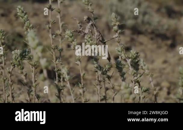 Praying mantis spotted in Stock Videos & Footage - HD and 4K Video ...