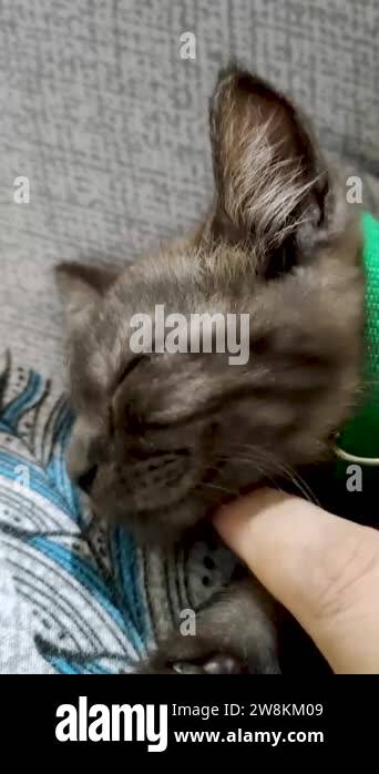 Awake cat Stock Videos & Footage - HD and 4K Video Clips - Alamy