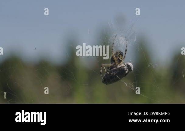 A spider that weaves a spiders web. Creative. A big dark spider, made a ...