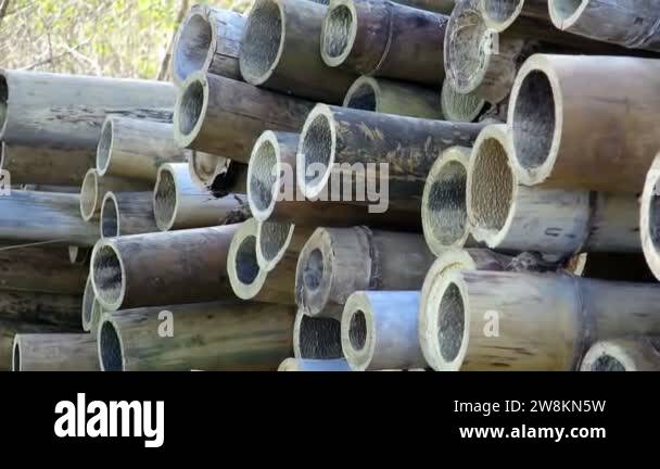Bamboo cut Stock Videos & Footage - HD and 4K Video Clips - Alamy