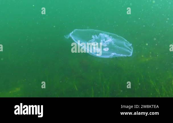 Common jellyfish, moon jellyfish (Aurelia aurita) swims over algae in ...