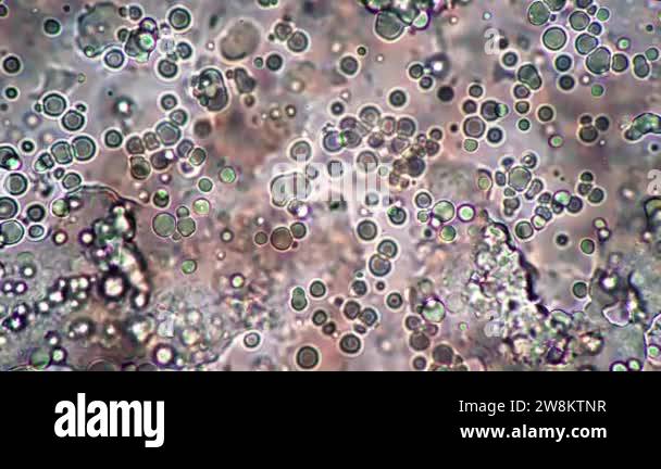 Life under a microscope. 3D Microscope View of the flu virus. d ...