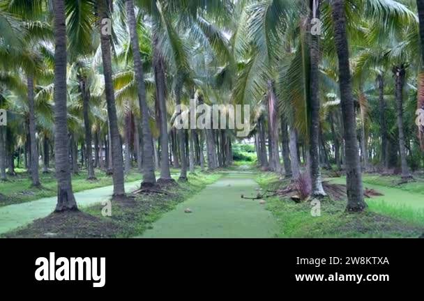 Coconut Farm In Southeast Asia Big Trees with canal in the middle Stock ...